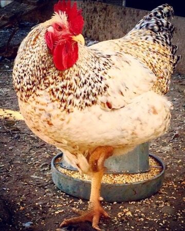 Dixie Rainbow Chicken: Breed Profile, Facts & Pictures