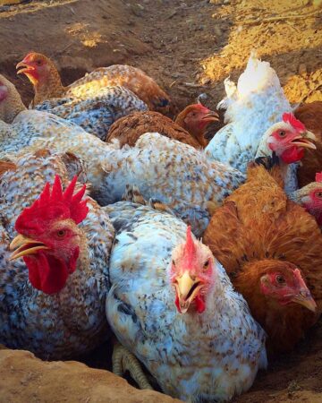 Dixie Rainbow Chicken: Breed Profile, Facts & Pictures