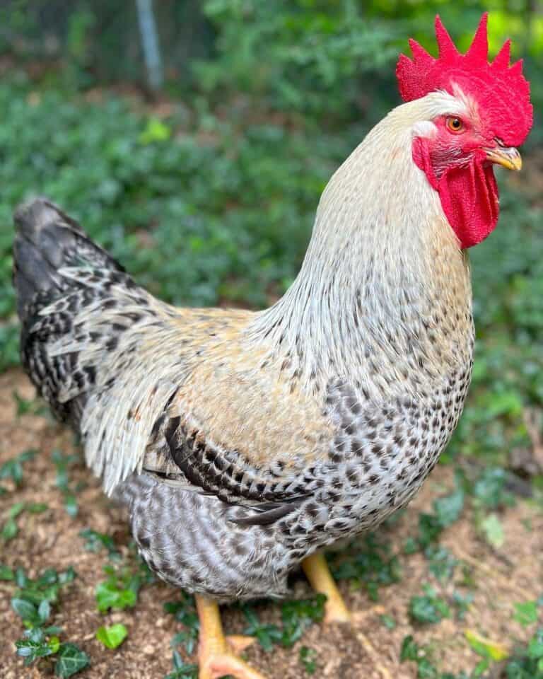 Dixie Rainbow Chicken: Breed Profile, Facts & Pictures
