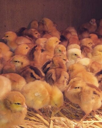 Dixie Rainbow Chicken: Breed Profile, Facts & Pictures