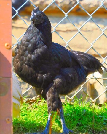 17 Chickens That Lay Blue Eggs