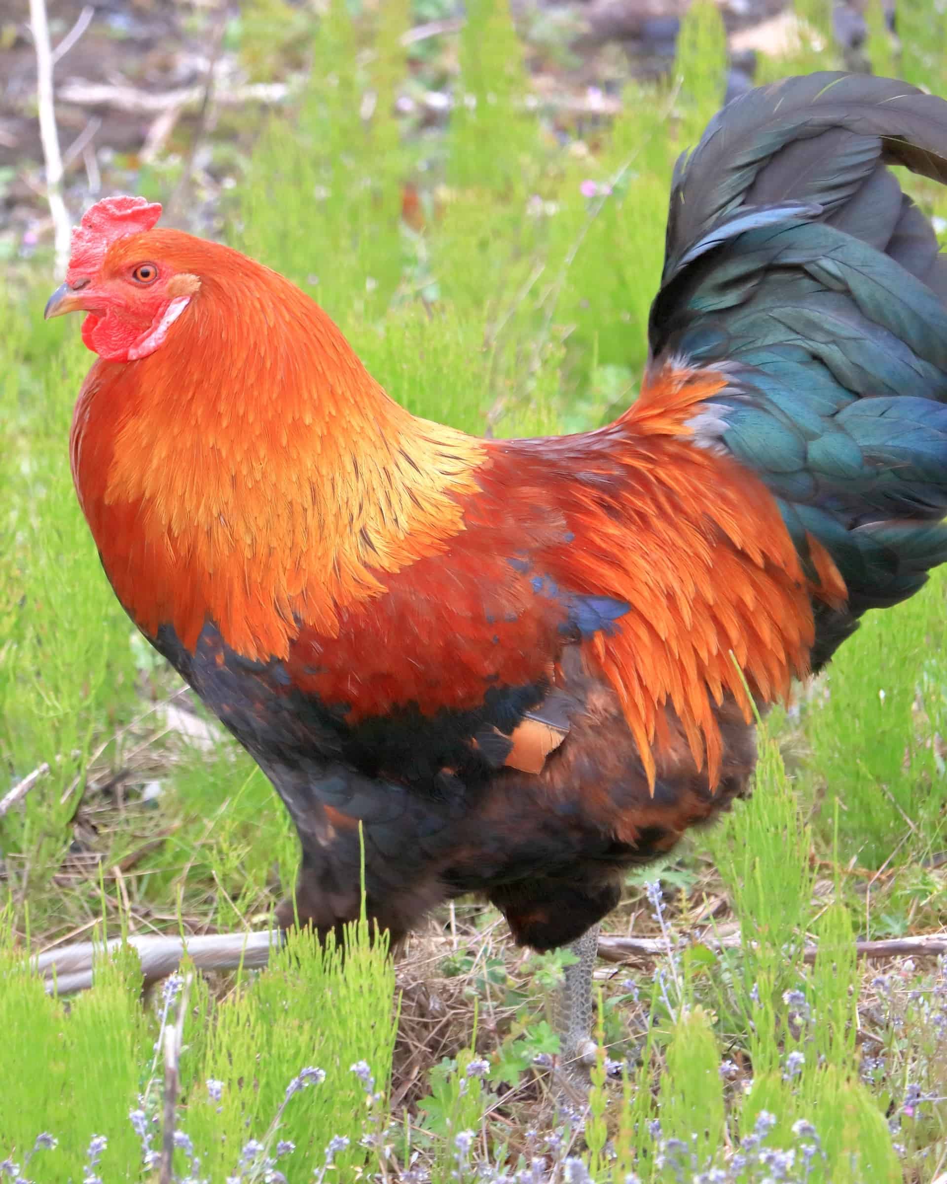 22 Best Meat Chickens to Raise in Your Backyard