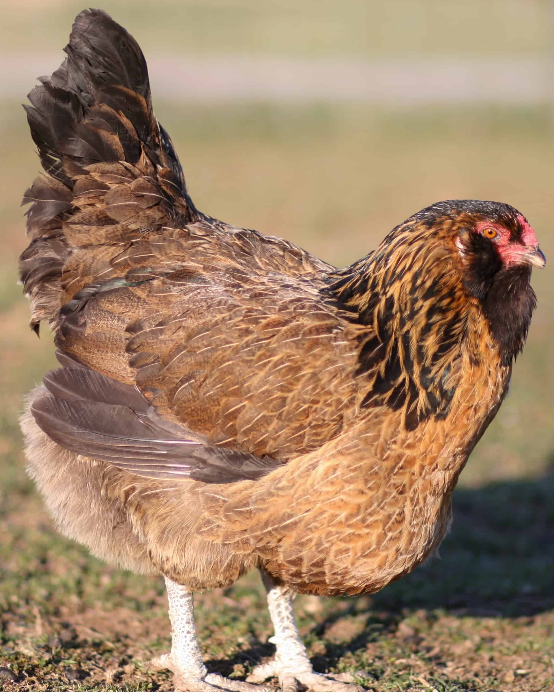 17 Chickens That Lay Blue Eggs