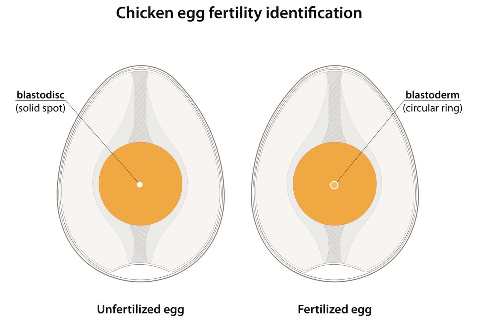 How Are Chicken Eggs Fertilized? - 13 Most Asked Questions