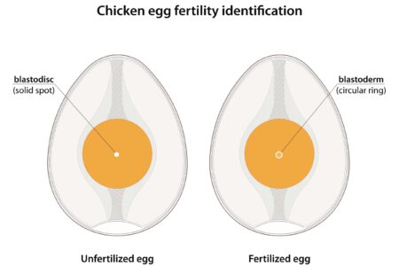 How Are Chicken Eggs Fertilized? - 13 Most Asked Questions