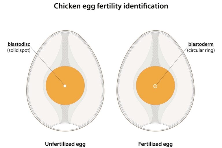 How Are Chicken Eggs Fertilized? - 13 Most Asked Questions