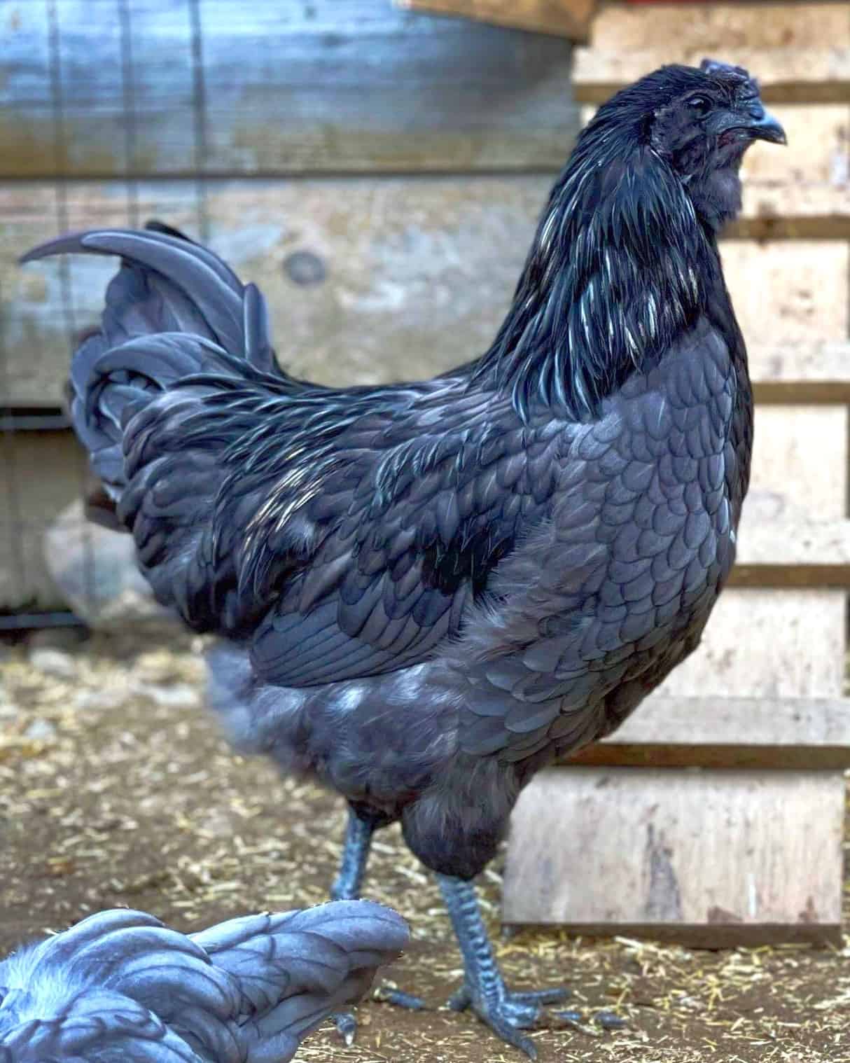 17 Chickens That Lay Blue Eggs