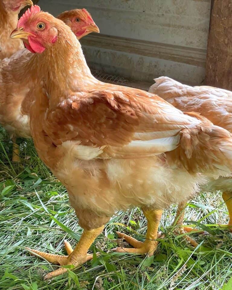 22 Best Meat Chickens to Raise in Your Backyard