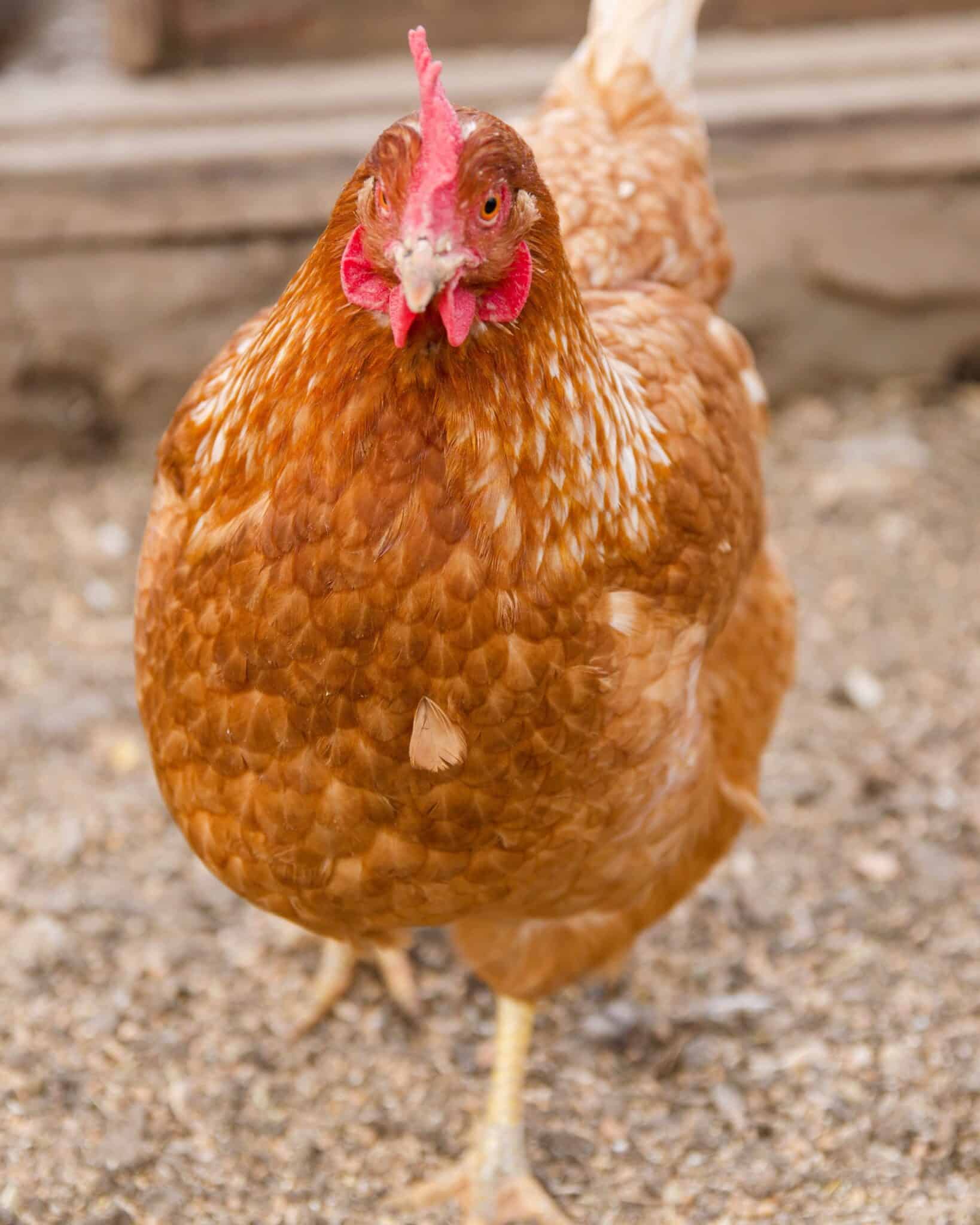22 Best Meat Chickens to Raise in Your Backyard
