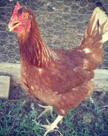 What Are Gold Sex Link Chickens? - A Comprehensive Guide