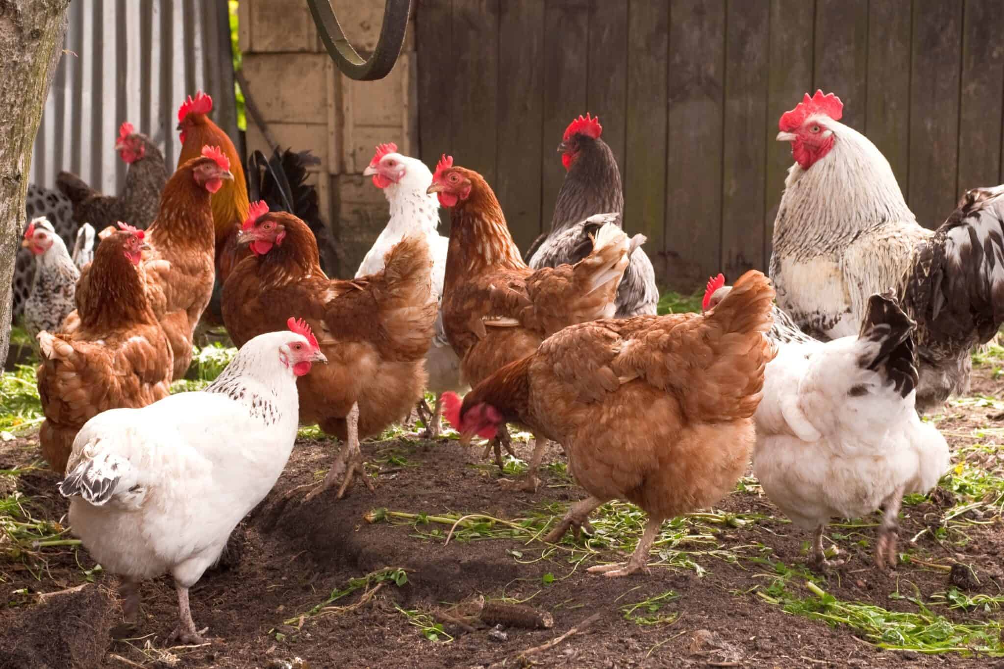 Are Chickens Mammals or Birds? - All You Need to Know!