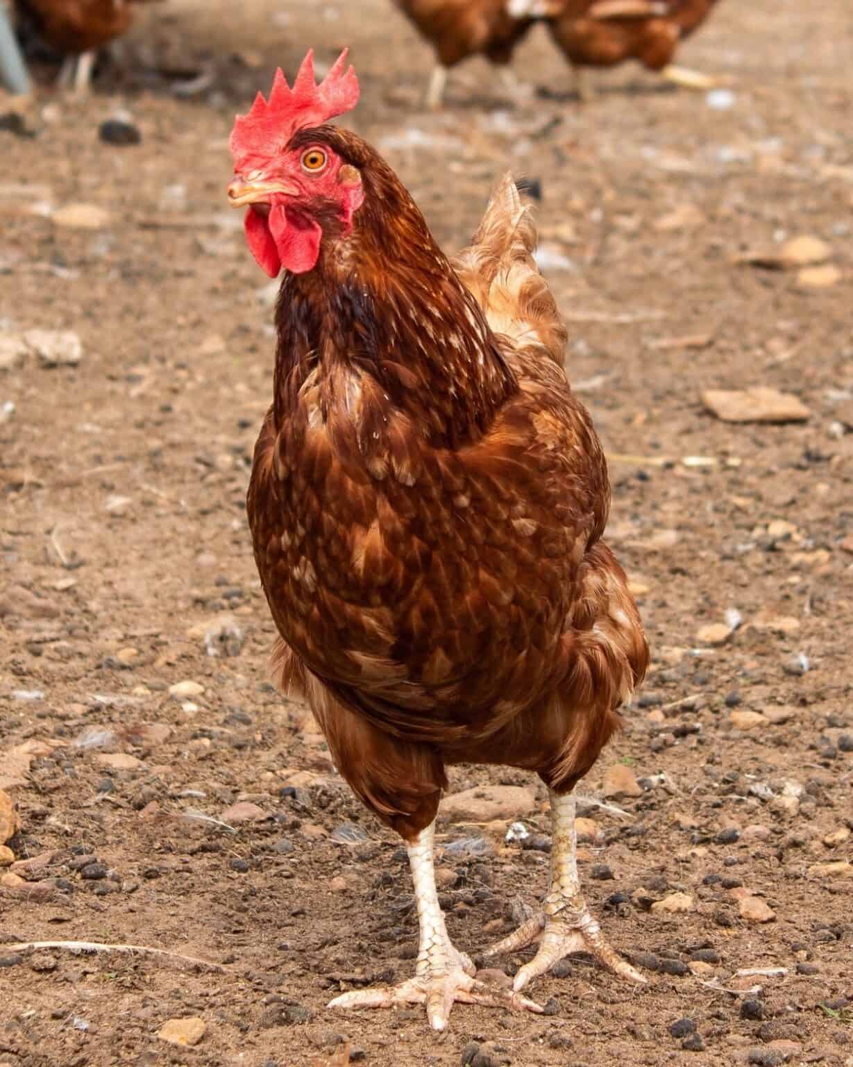 What Are Sex Link Chickens? - A Comprehensive Guide