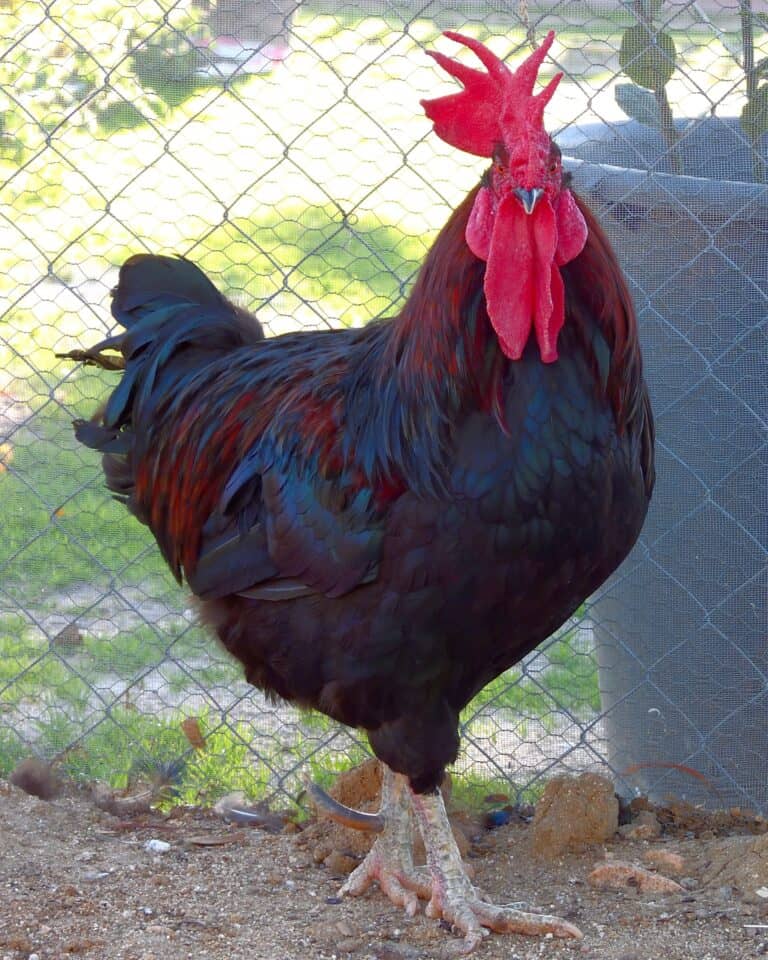 22 Best Meat Chickens to Raise in Your Backyard