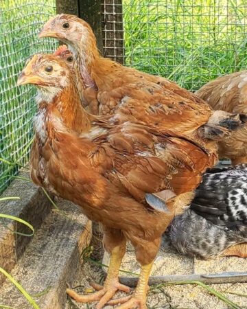 22 Best Meat Chickens to Raise in Your Backyard