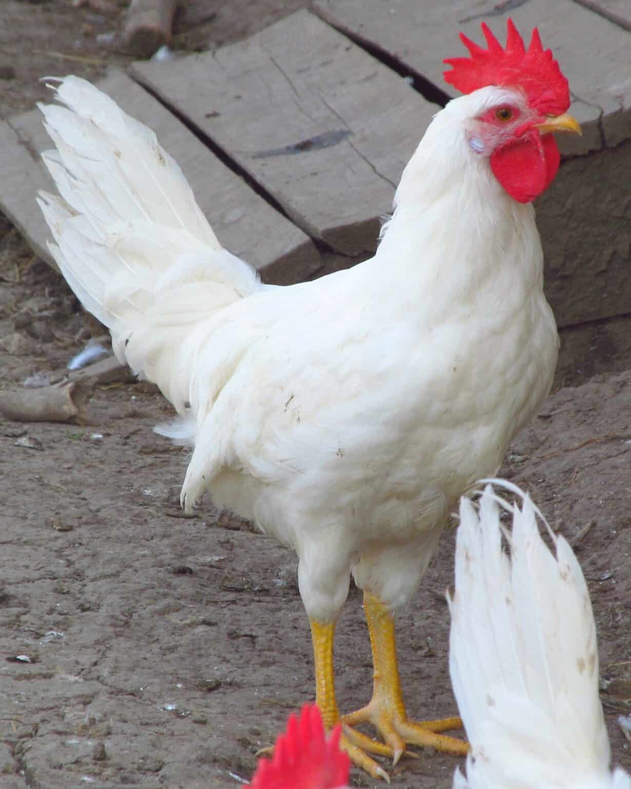 22 Best Meat Chickens to Raise in Your Backyard