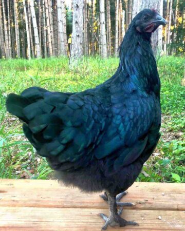 Midnight Majesty Marans: Breed Profile, Facts & Pictures