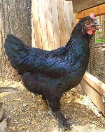 Midnight Majesty Marans: Breed Profile, Facts & Pictures