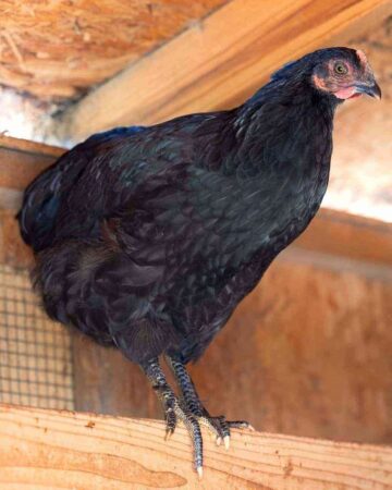 Midnight Majesty Marans: Breed Profile, Facts & Pictures
