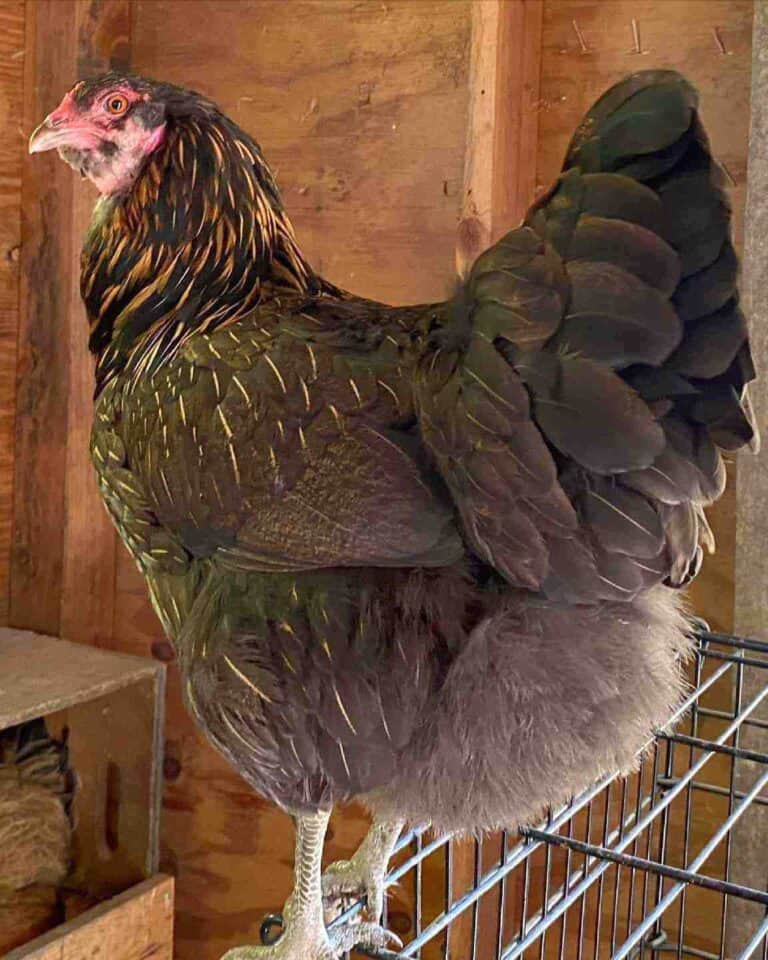 Midnight Majesty Marans: Breed Profile, Facts & Pictures