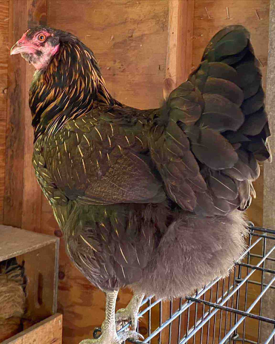 Midnight Majesty Marans: Breed Profile, Facts & Pictures