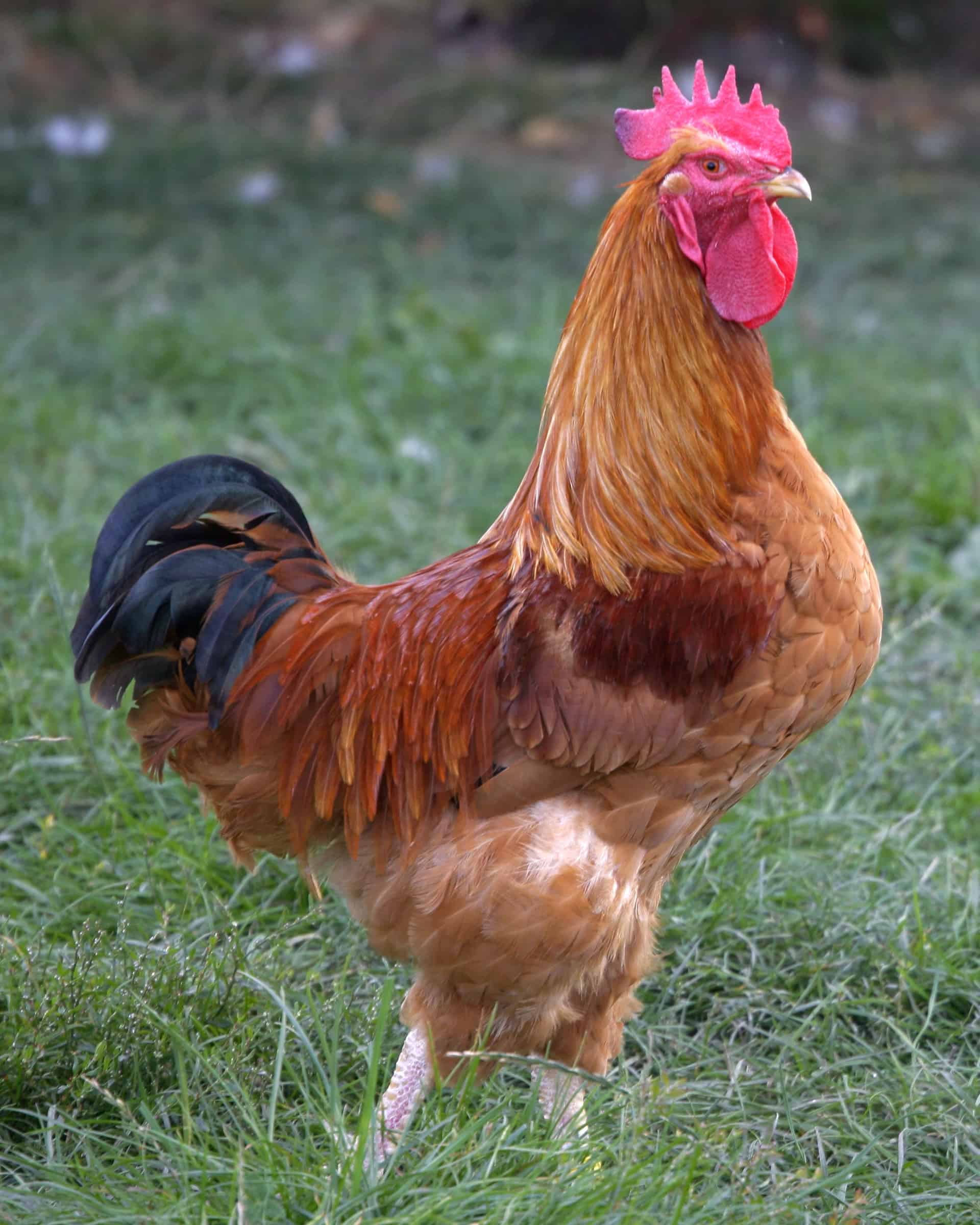 22 Best Meat Chickens to Raise in Your Backyard