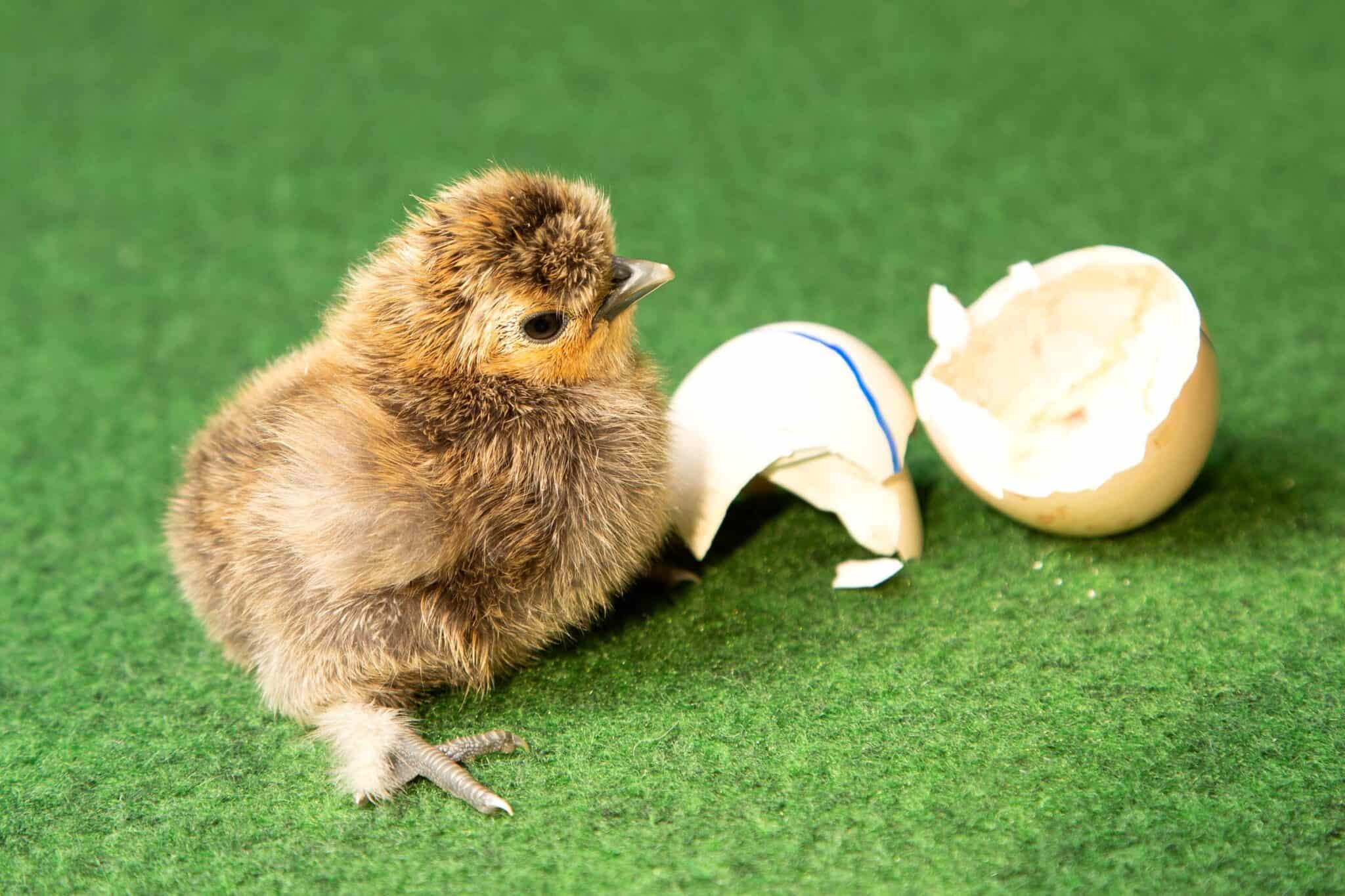 Silkie Chicken Eggs: A Definitive Guide With FAQs