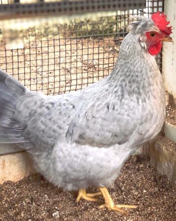 17 Chickens That Lay Blue Eggs