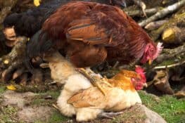 How Do Chickens Mate? - Chicken Mating Explained