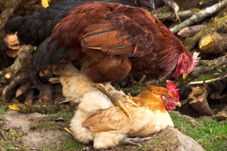 How Do Chickens Mate? - Chicken Mating Explained