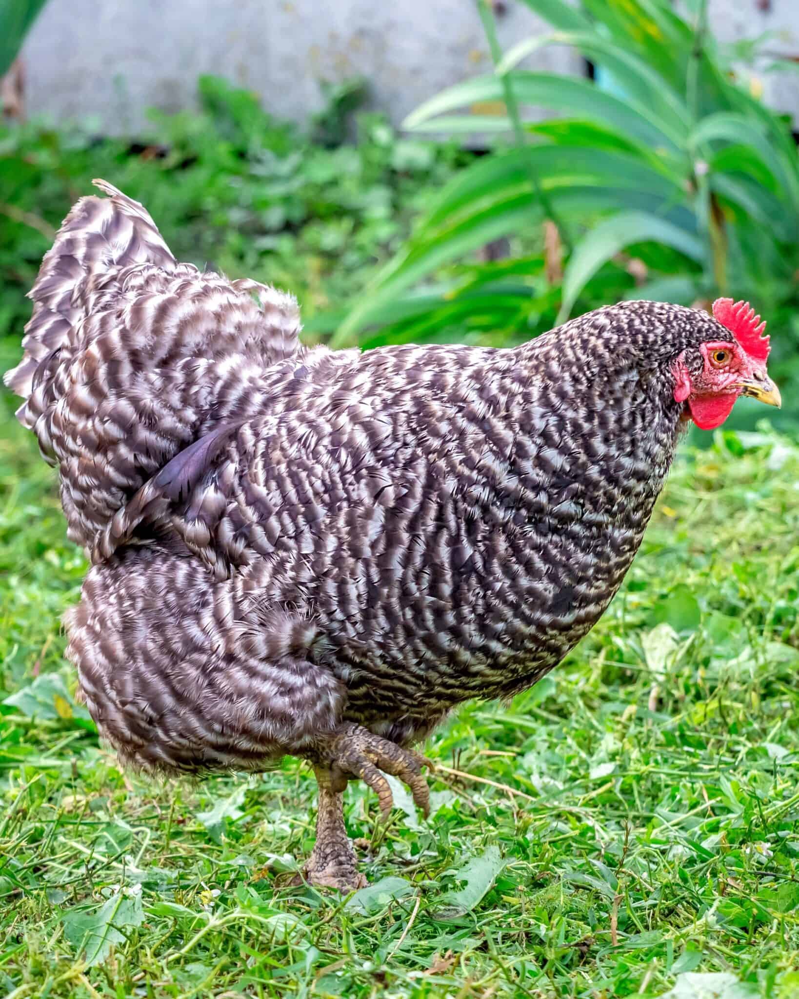 22 Best Meat Chickens to Raise in Your Backyard