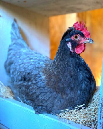 Prairie Bluebell Egger: Breed Profile, Facts & Pictures