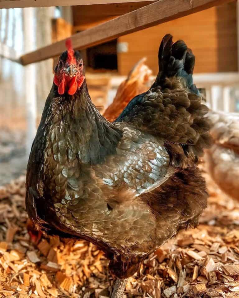 Prairie Bluebell Egger: Breed Profile, Facts & Pictures