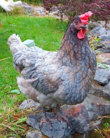 Prairie Bluebell Egger: Breed Profile, Facts & Pictures