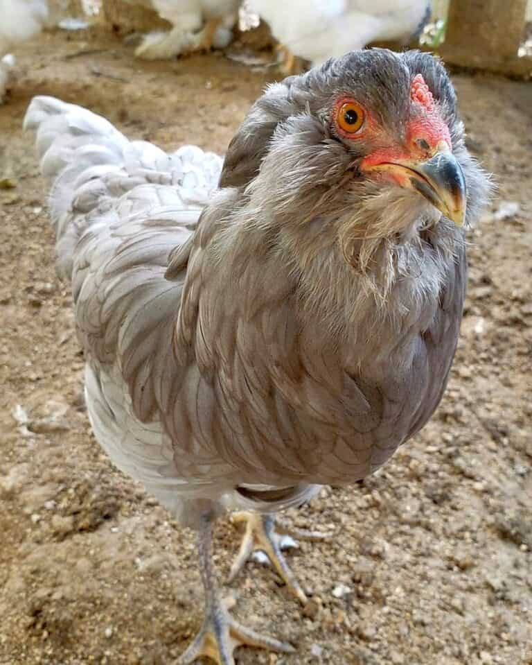 Prairie Bluebell Egger: Breed Profile, Facts & Pictures