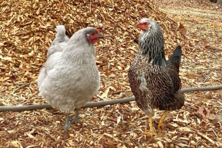 Prairie Bluebell Egger: Breed Profile, Facts & Pictures