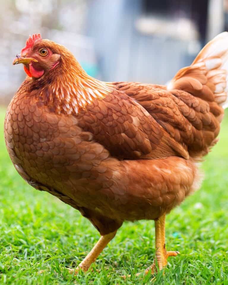 What Are Sex Link Chickens? - A Comprehensive Guide