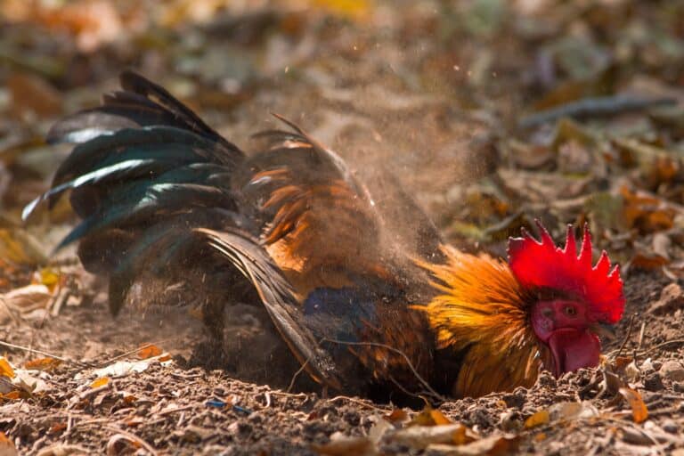 How to Make a Chicken Dust Bath (A Step-by-Step Guide)