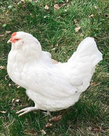 17 Chickens That Lay Blue Eggs