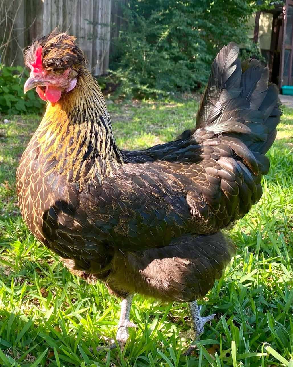 17 Chickens That Lay Blue Eggs