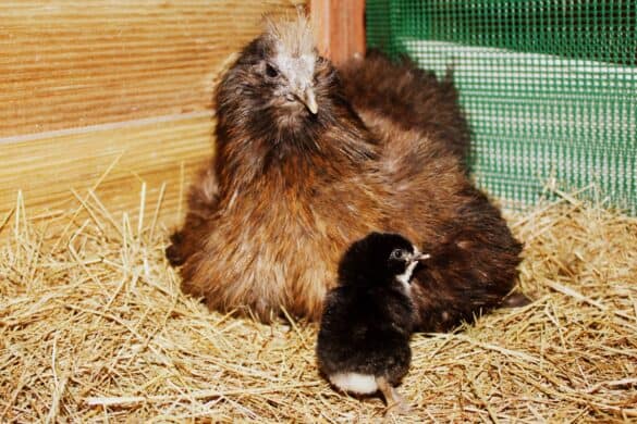 Silkie Chicken Eggs: A Definitive Guide With FAQs