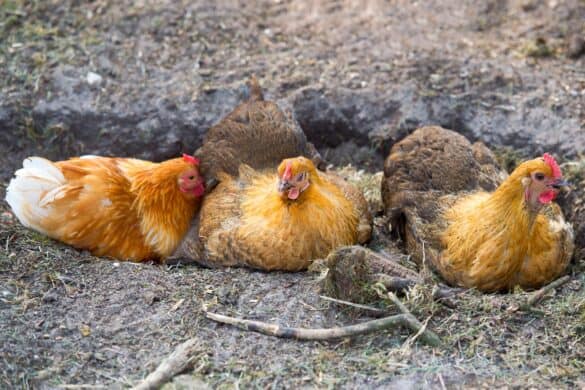 Diatomaceous Earth for Chickens: Benefits & How to Use