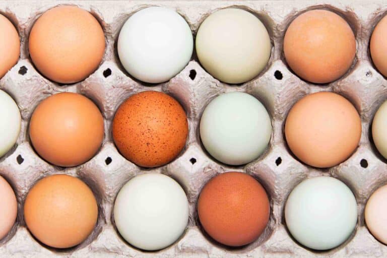 Chicken Egg Colors Chart (By Egg Color & By Breed)
