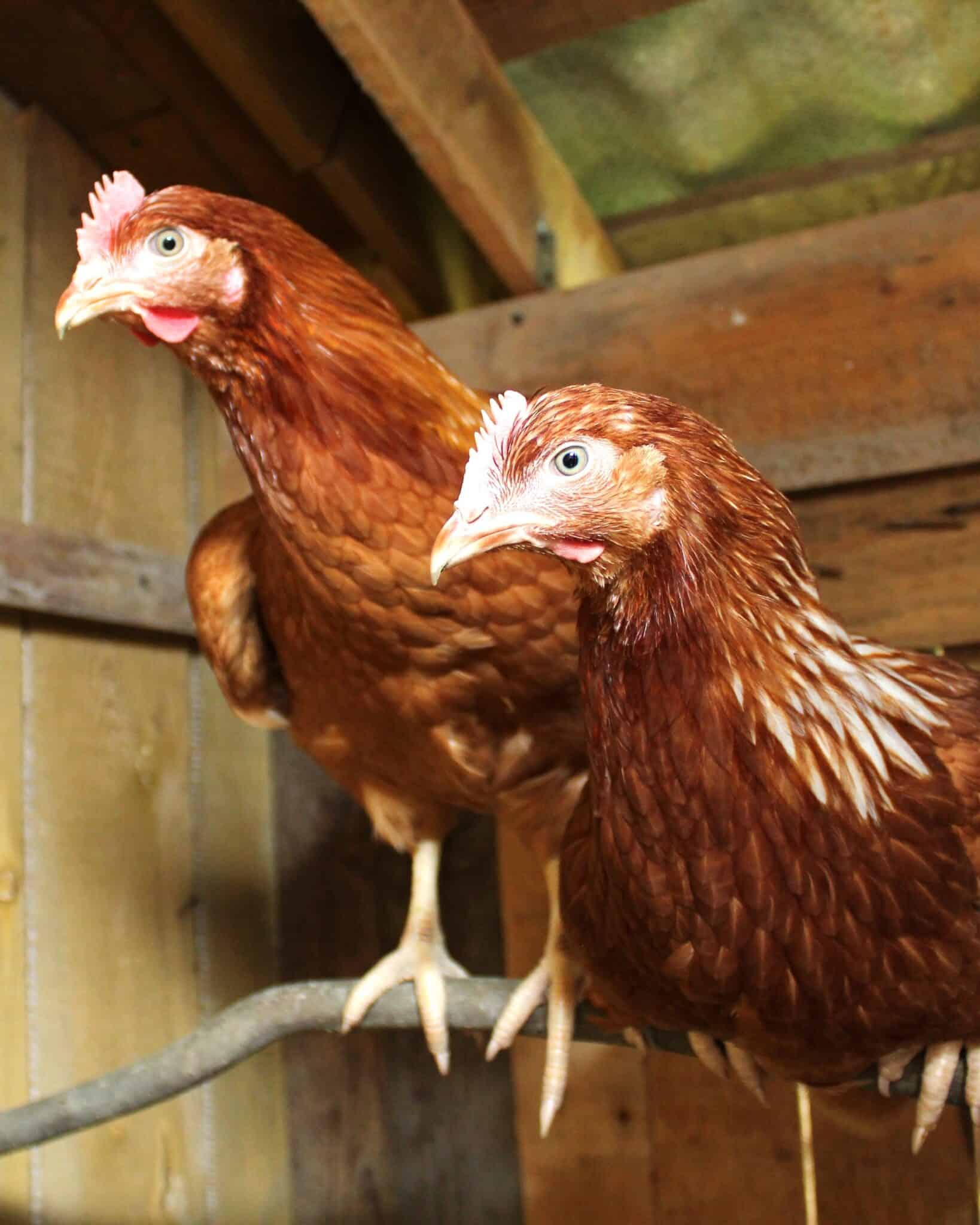 What Are Sex Link Chickens? - A Comprehensive Guide