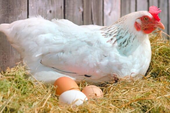 How Are Chicken Eggs Fertilized? - 13 Most Asked Questions