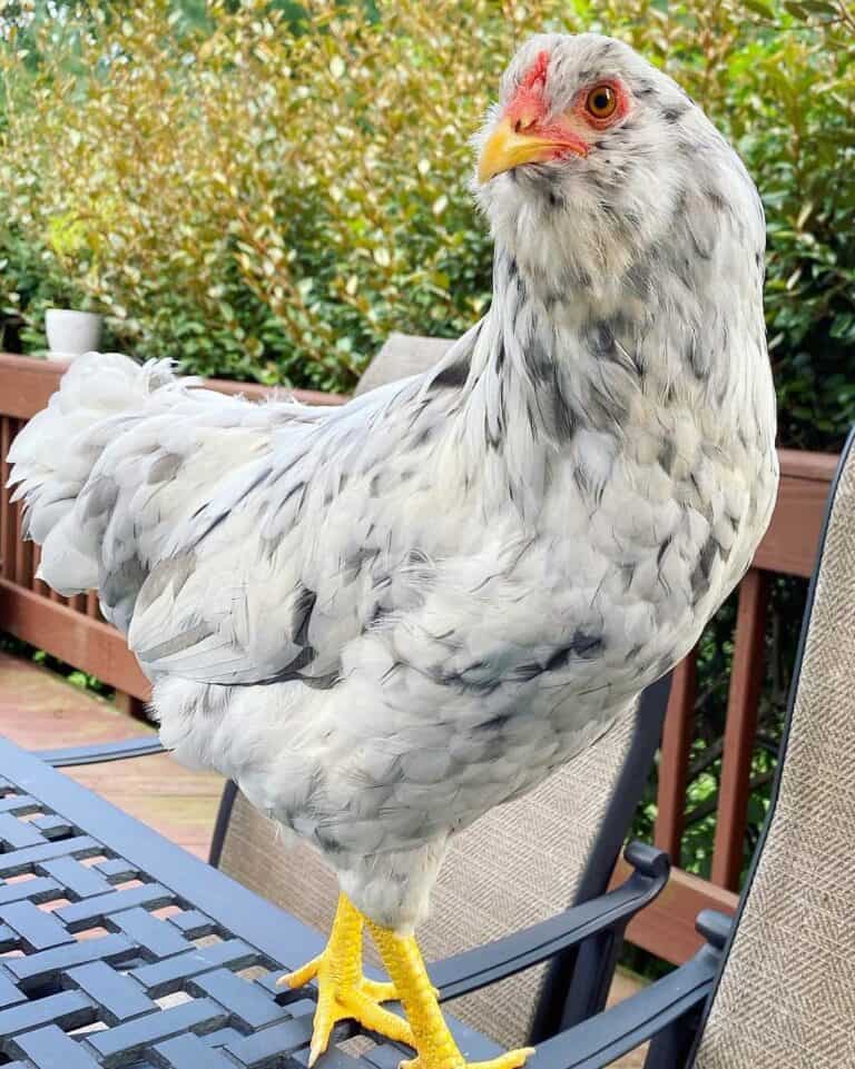 17 Chickens That Lay Blue Eggs