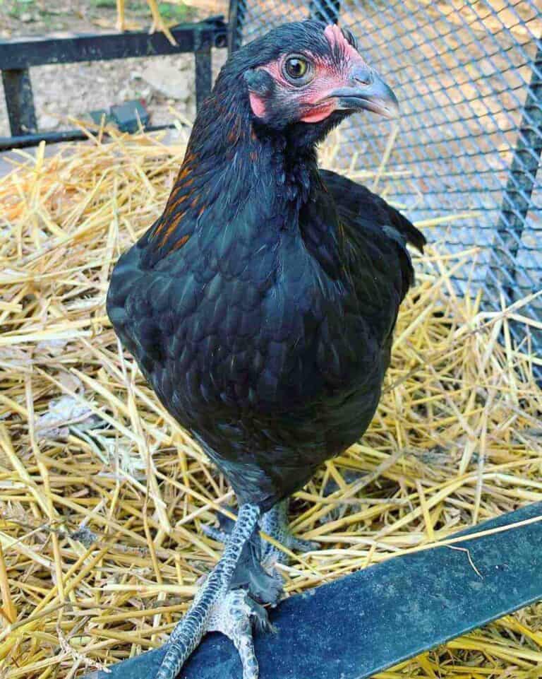 Midnight Majesty Marans: Breed Profile, Facts & Pictures