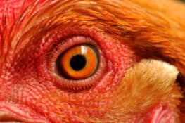 13 Interesting Facts About Chicken Eyes and Vision