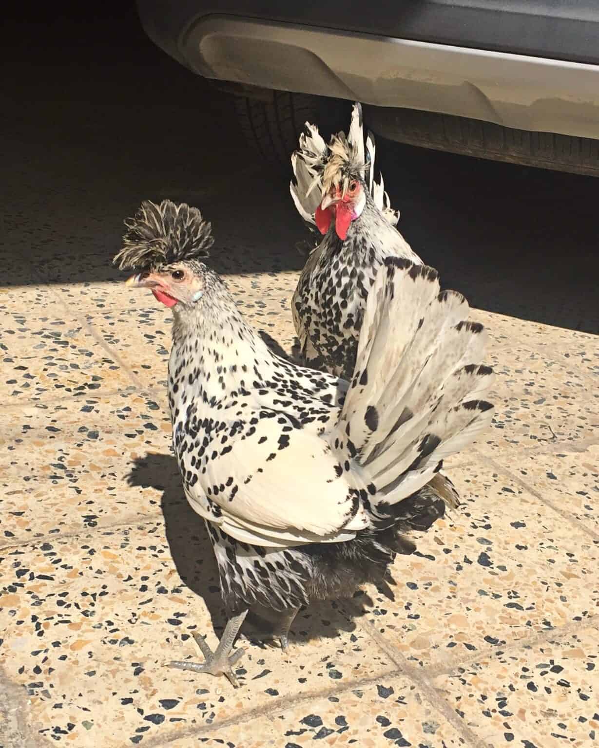 16 Chickens With Crazy or Funny Hair (With Pictures)