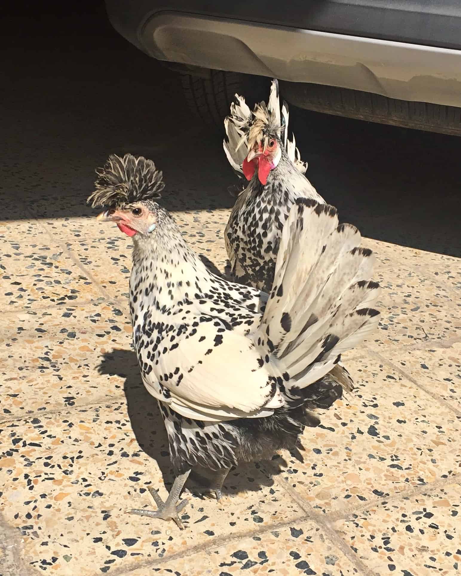 16 Chickens With Crazy or Funny Hair (With Pictures)