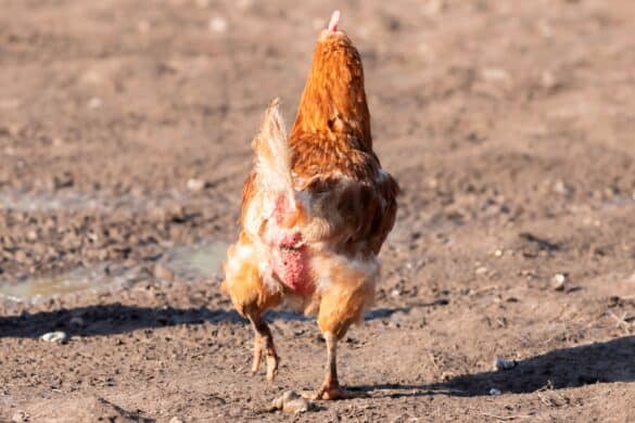 Vent Gleet in Chickens: Symptoms, Causes & Treatments